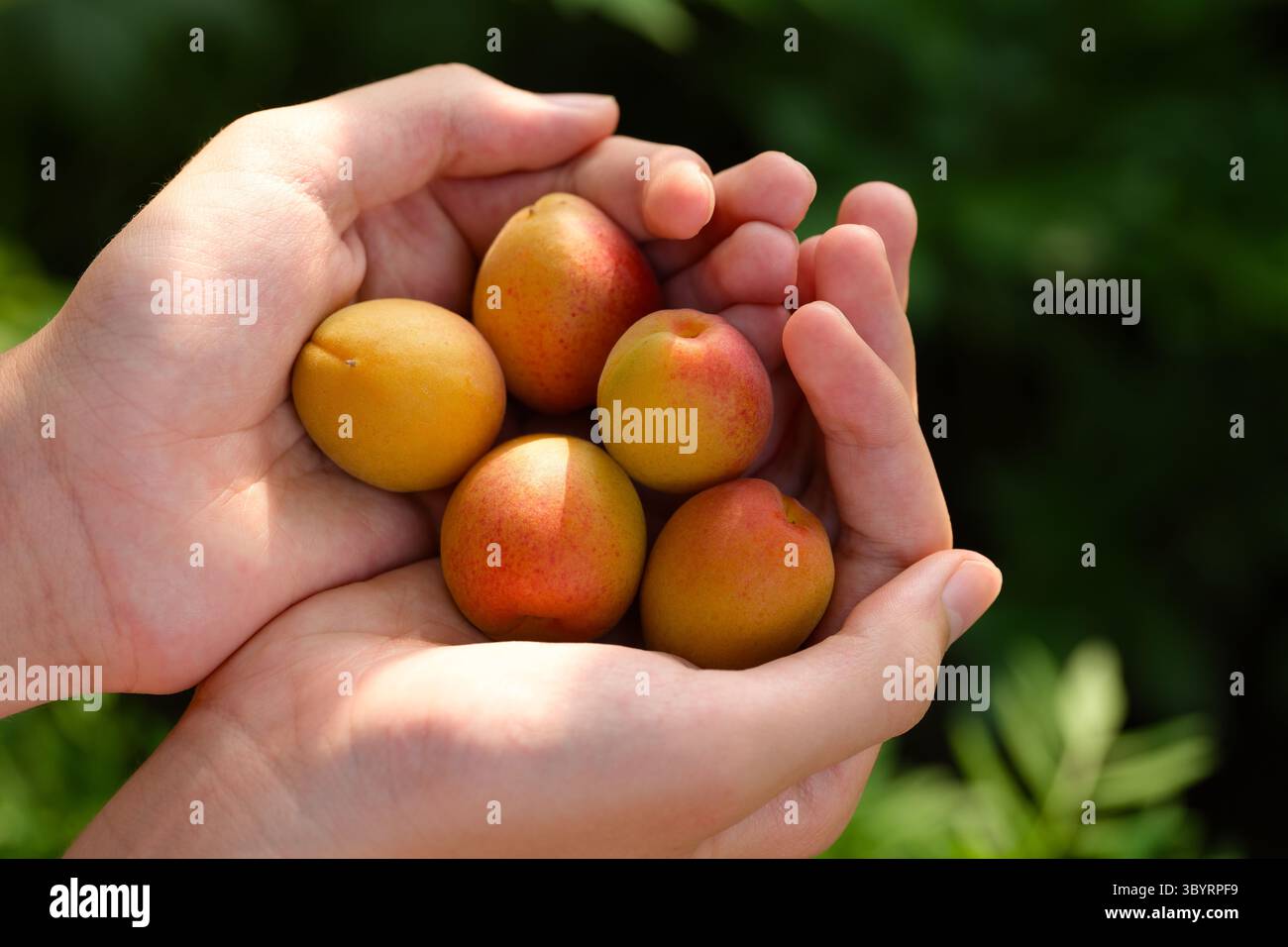 Hand holding fresh ripe hi-res stock photography and images - Alamy