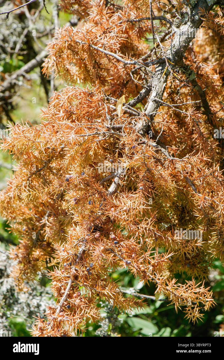 Golden autumn leaves branches gently hi-res stock photography and ...