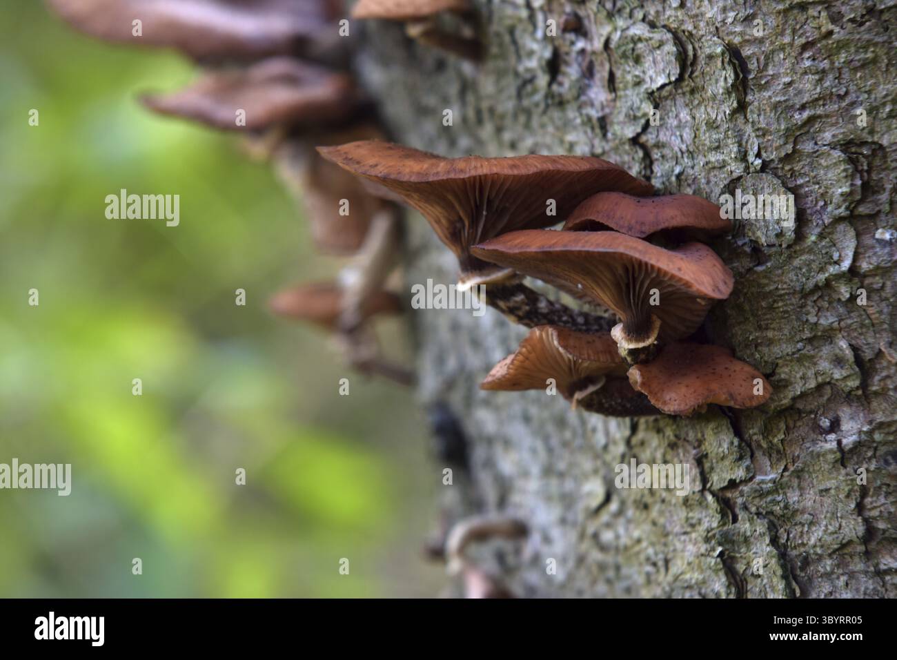 Brown tree fungus Stock Photo - Alamy