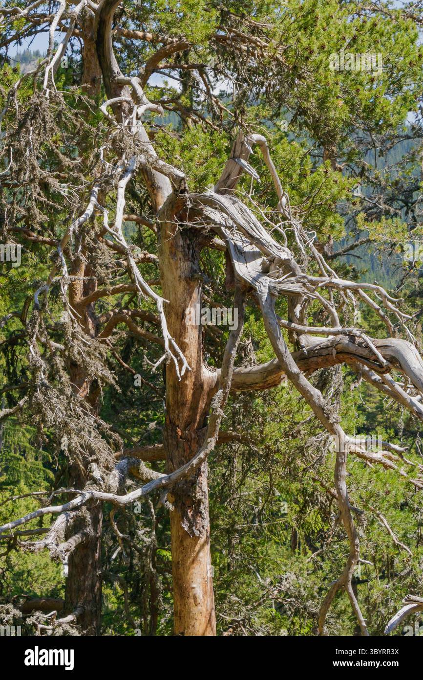Twisting in knots hi-res stock photography and images - Alamy