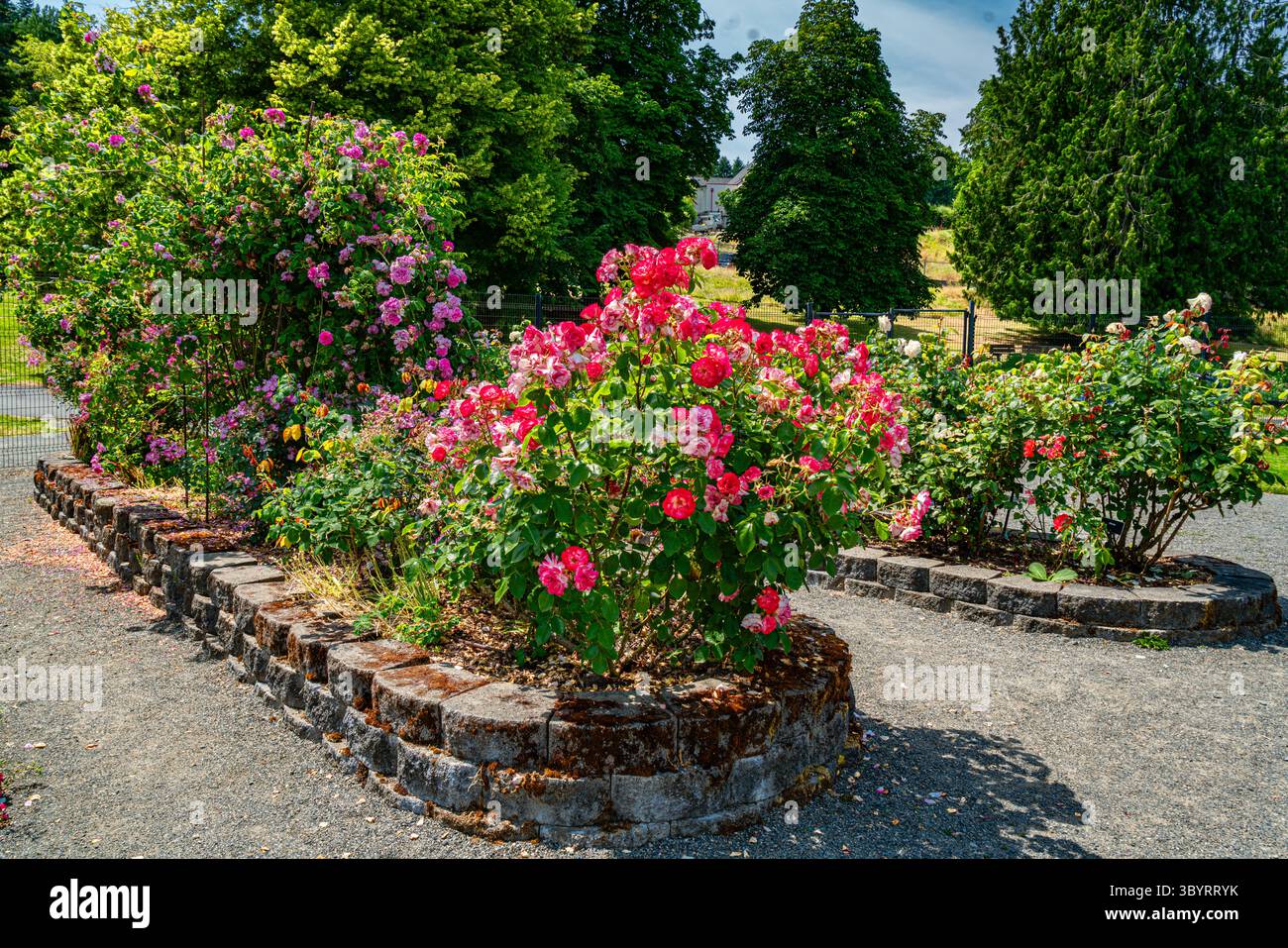 Large Rose garden at Point Definance Park in Tacoma, Washington Stock ...