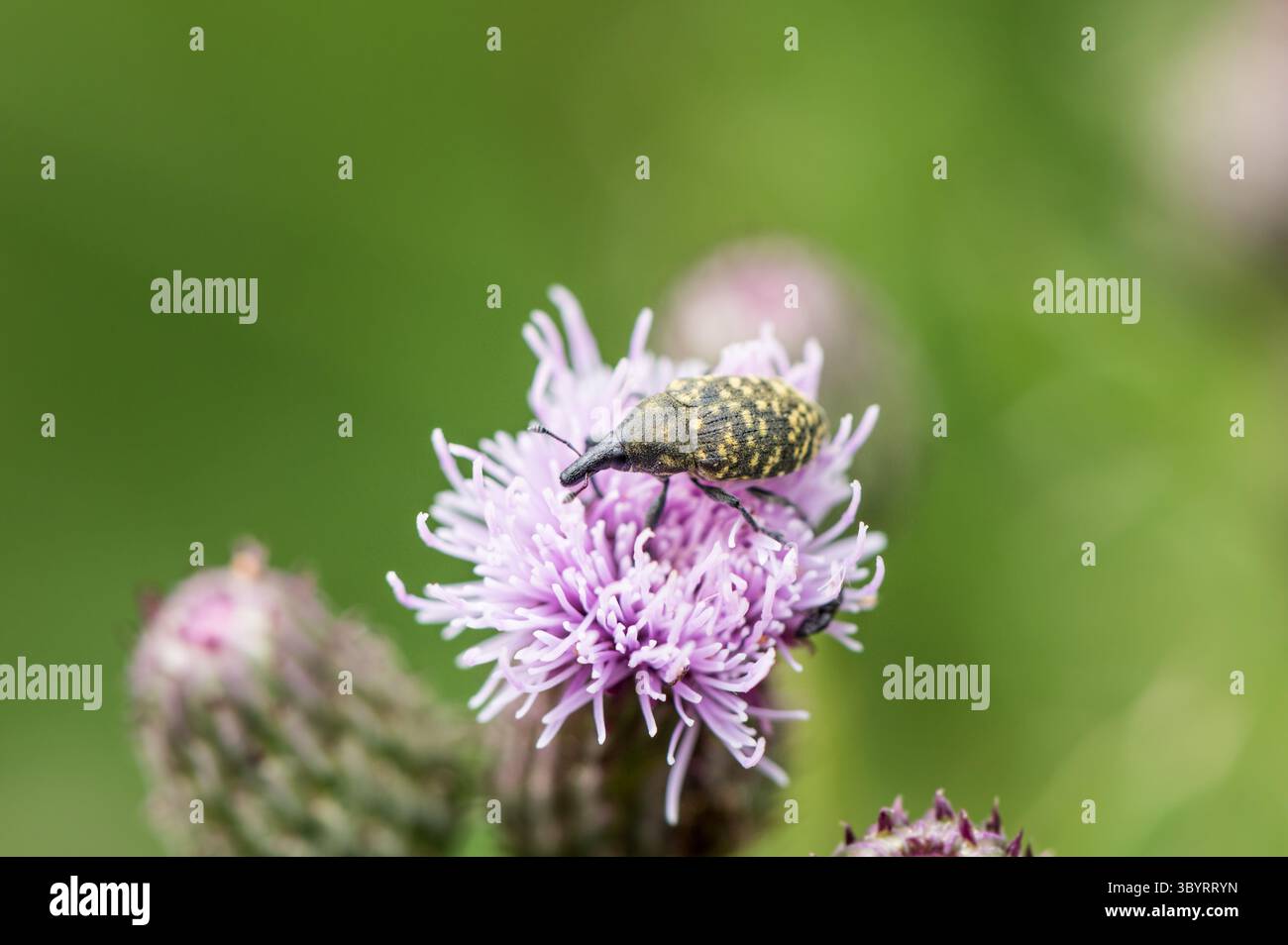 Turbine cylindrical weevil hi-res stock photography and images - Alamy