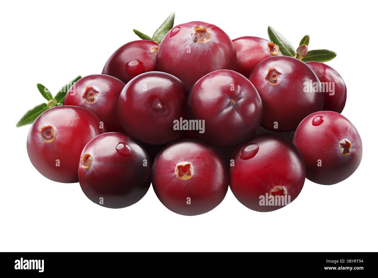 Pile of cranberries (fruit of Vaccinium oxycoccus), ripe, round, with ...