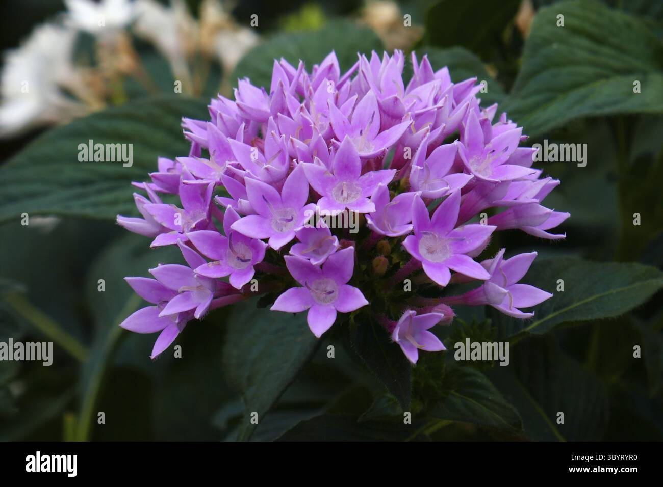 Item count hi-res stock photography and images - Alamy
