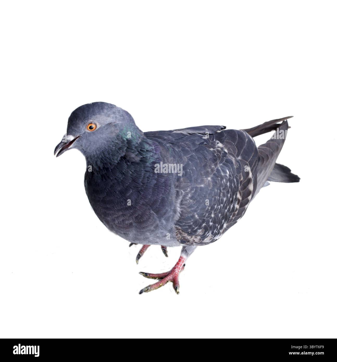 Pigeon close up on Cut Out Stock Images & Pictures - Alamy