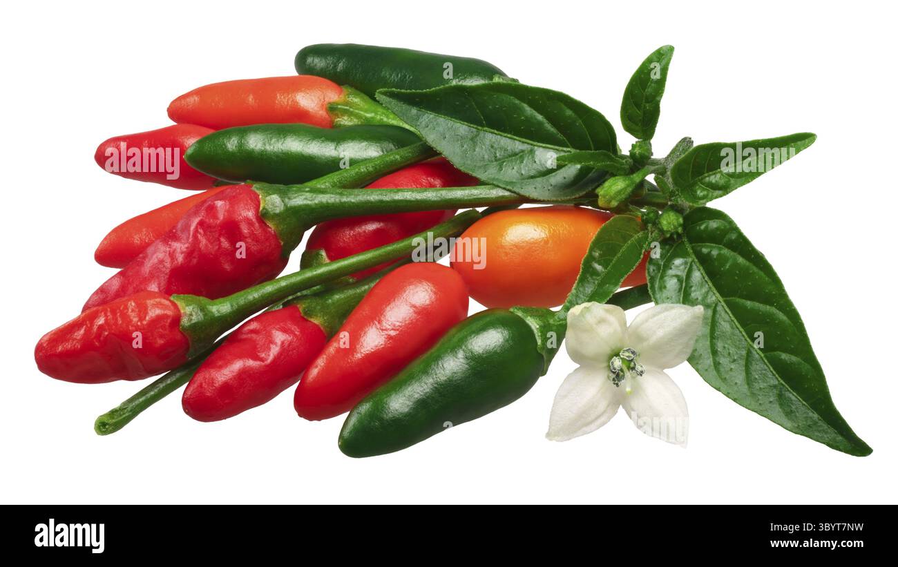Pequin or piquin chile peppers, pile of whole pods (Capsicum annuum var ...