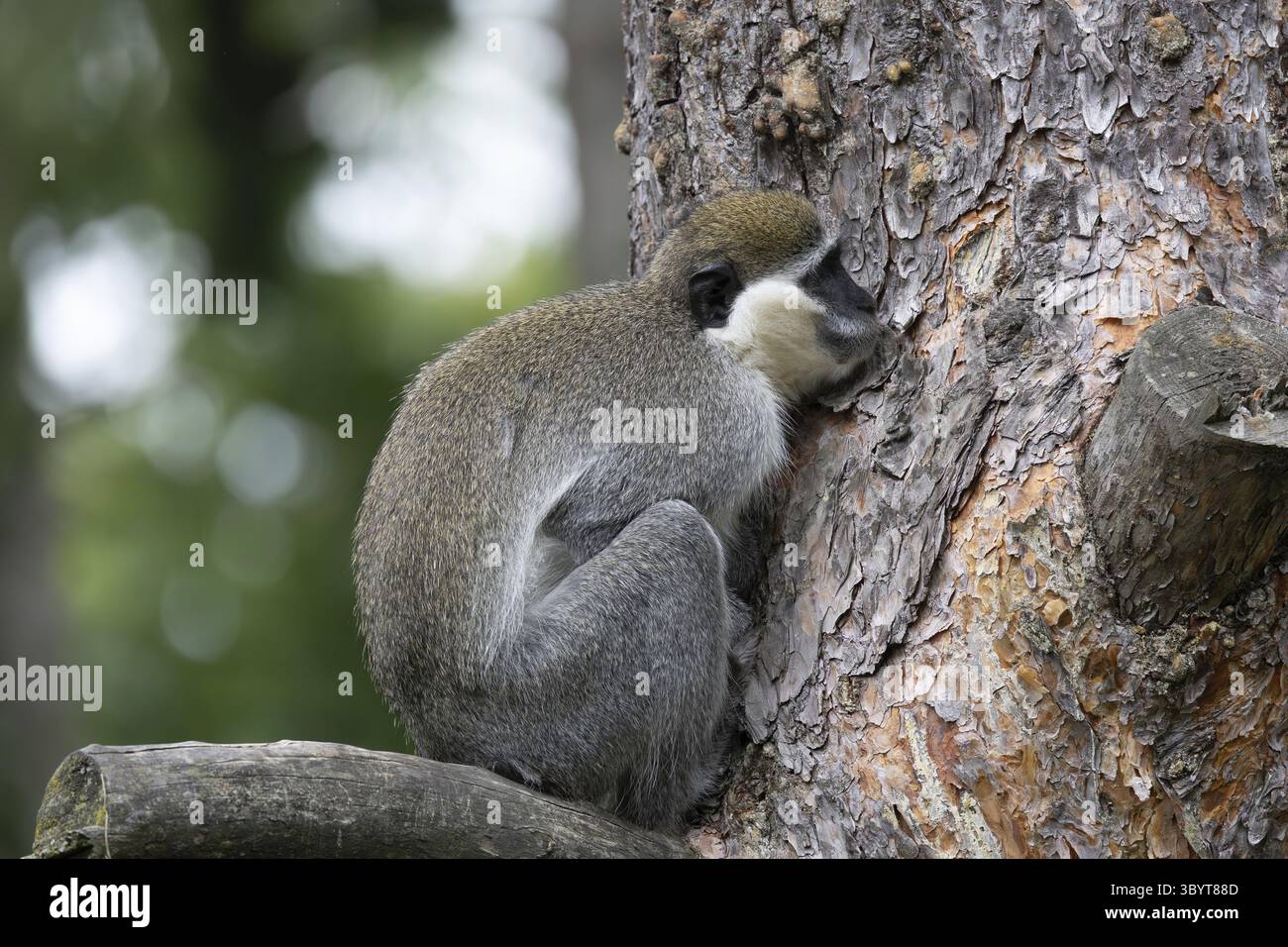 Vervet monkeys (Chlorocebus), on tree Stock Photo - Alamy
