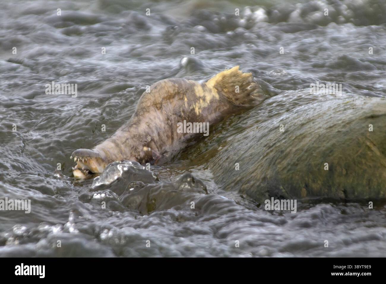 The emaciate male of humpback salmon in lower part of spravning stream ...
