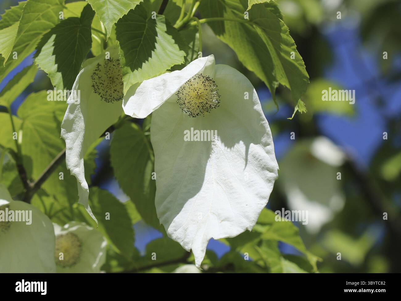 Paper handkerchief tree hi-res stock photography and images - Alamy