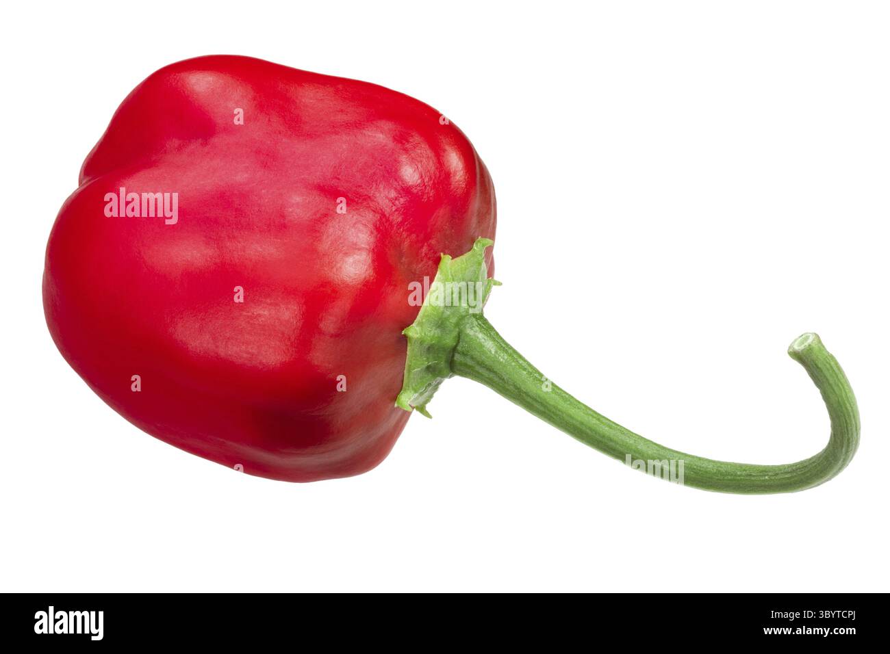 Malawi Piquante chile pepper (Pepperdew when pickled), Capsicum ...
