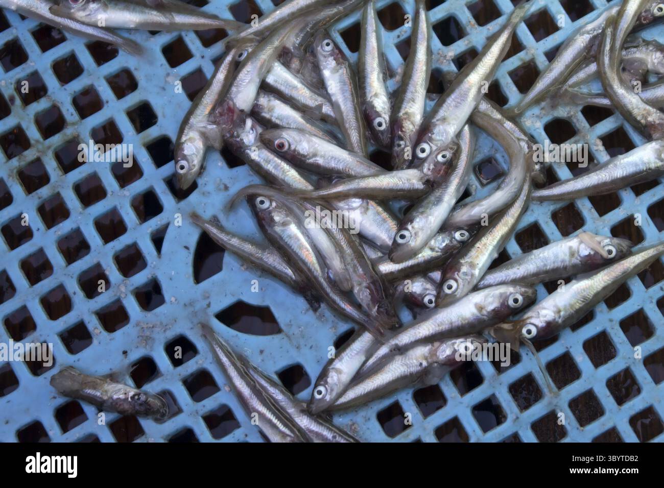 Walleye pollock net hi-res stock photography and images - Alamy