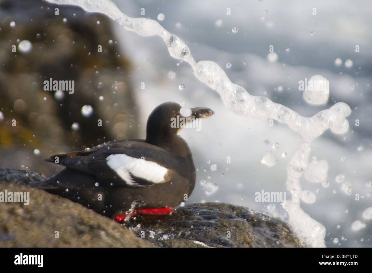 The Kamchatka pigeon guillemot Cepphus c. columba. Commander Islands ...