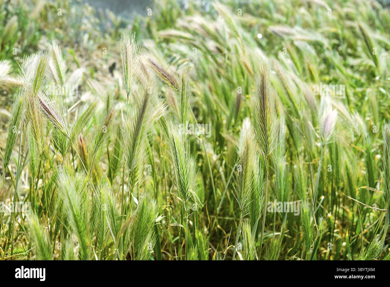 Cimmerian wheat grass (Agropyron cimmericum) on vegetated dune of Azov ...
