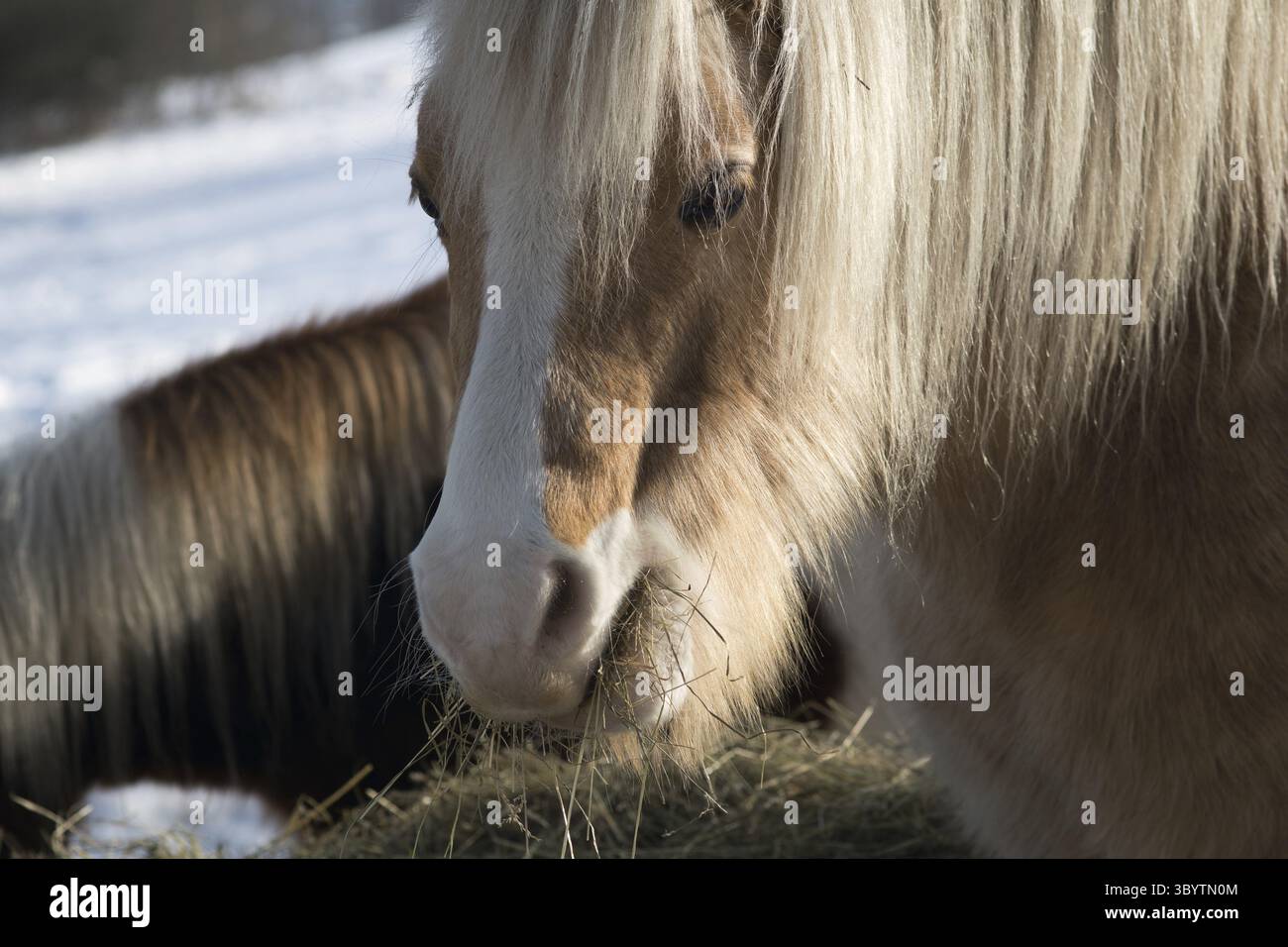 Two horses eating hay from a trough Stock Photo - Alamy