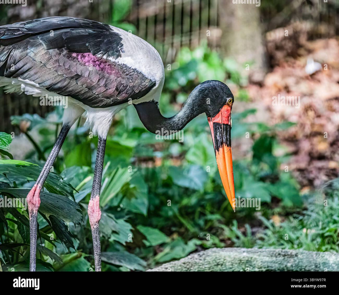 A Saddle Billed Stork sitting on a lake Stock Photo - Alamy
