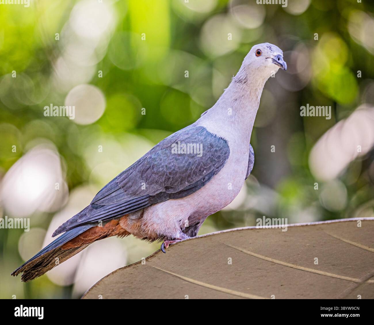 A Pacific Imperial Pigeon sitting on a rock Stock Photo - Alamy