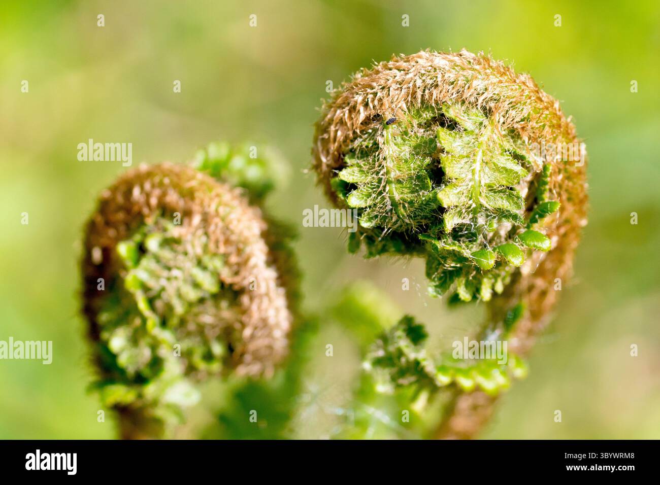 Uncurl hi-res stock photography and images - Alamy