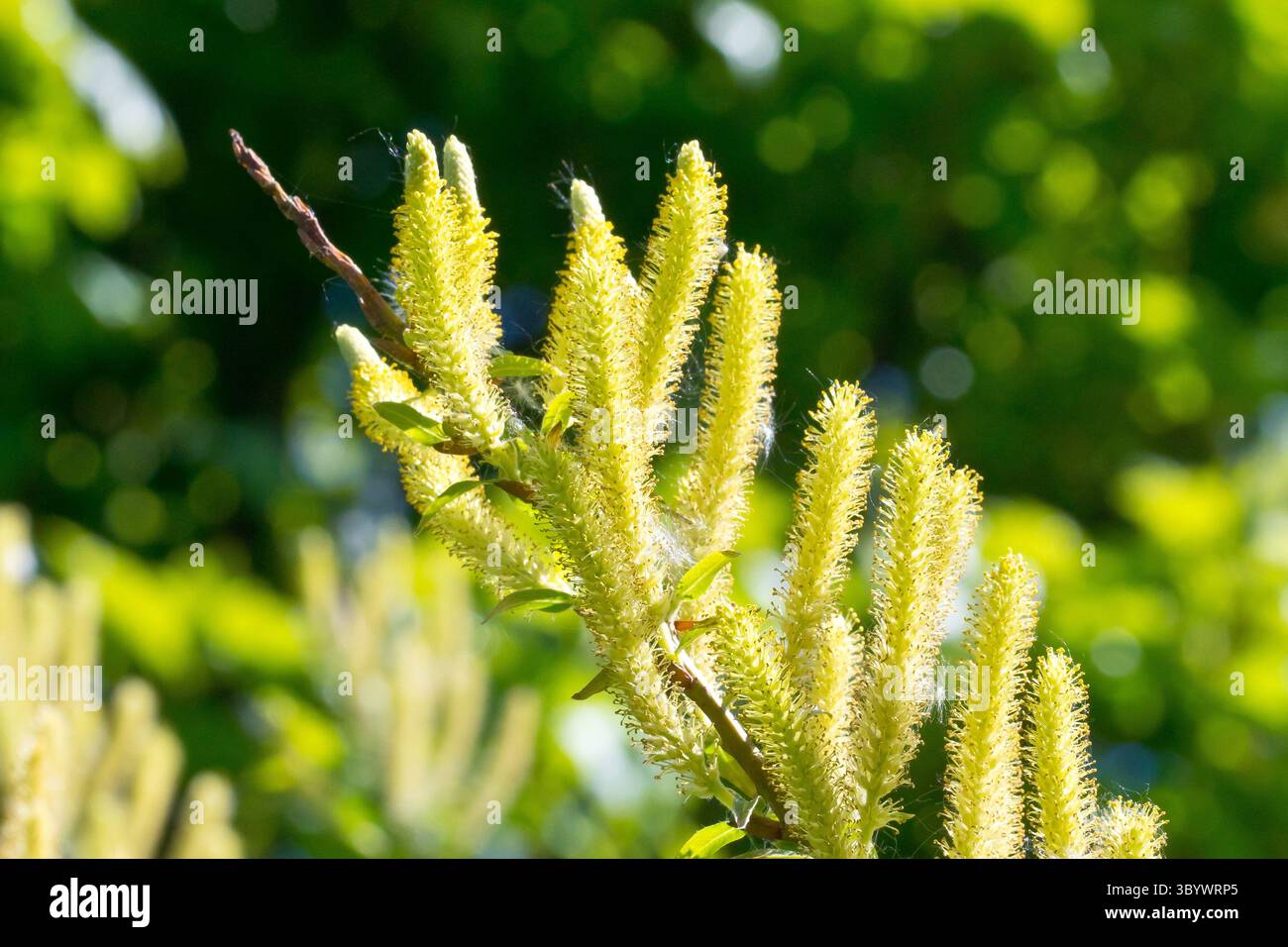 Willow (salix), close up showing backlit spikes of male flowers ...