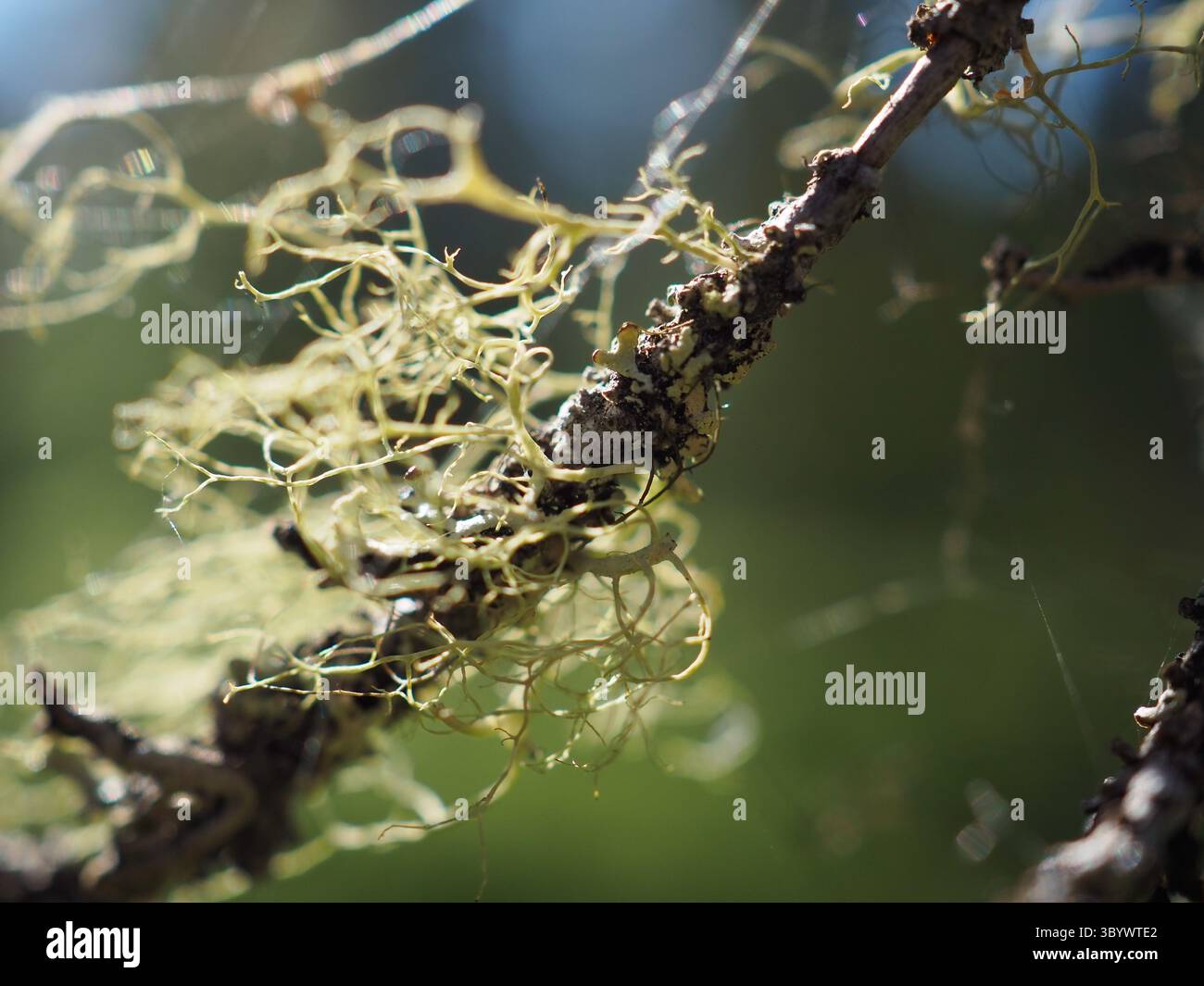 A Detailed Macro View of Usnea Lichen Hanging from a Tree Branch in ...