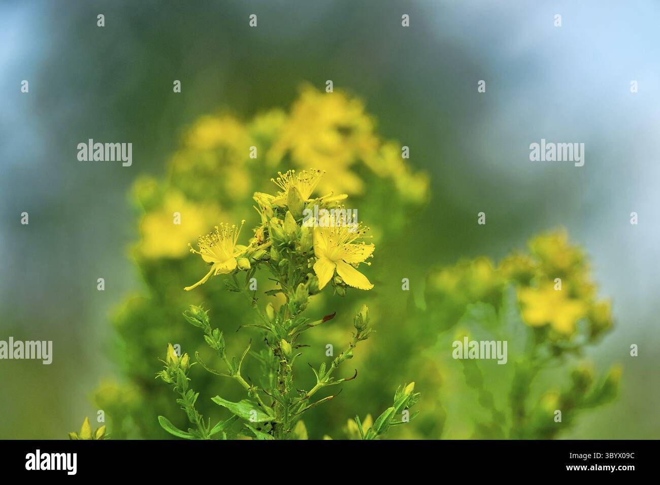 Hypericum lydium hi-res stock photography and images - Alamy