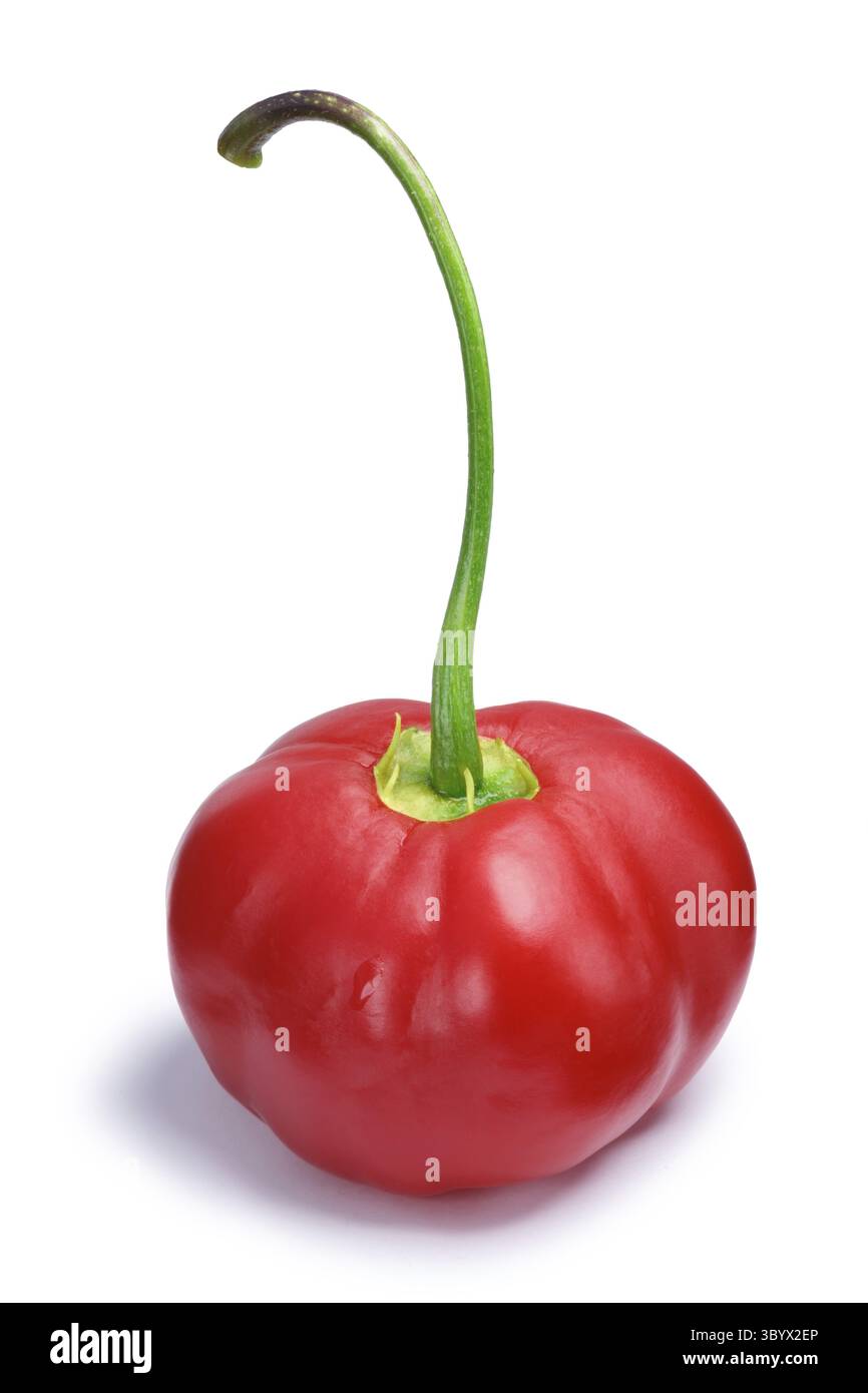 Manzano chile pepper or Rocoto (Capsicum pubescens fruit). Clipping ...