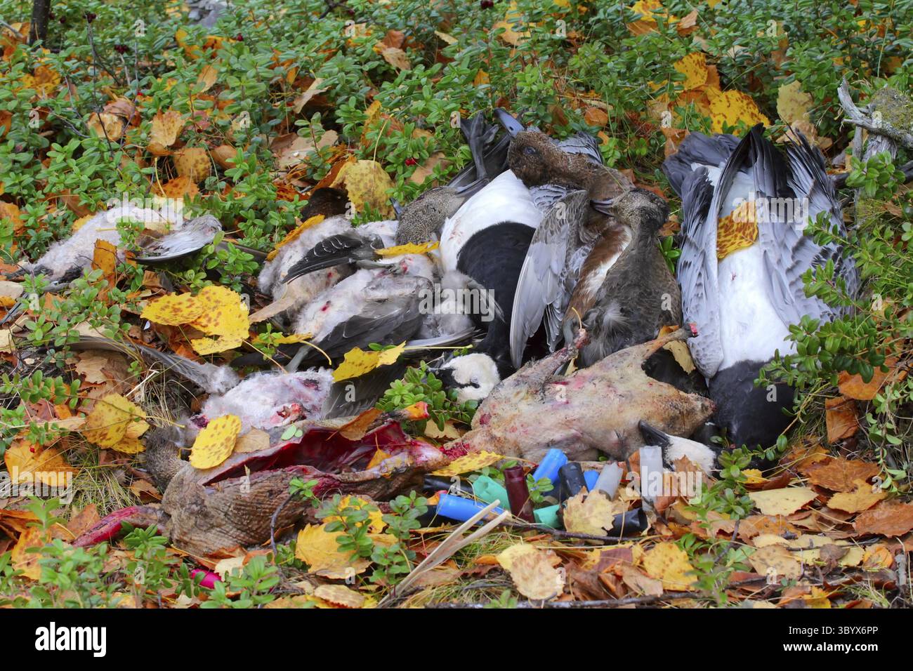 Raw duck goose carcass in hi-res stock photography and images - Alamy