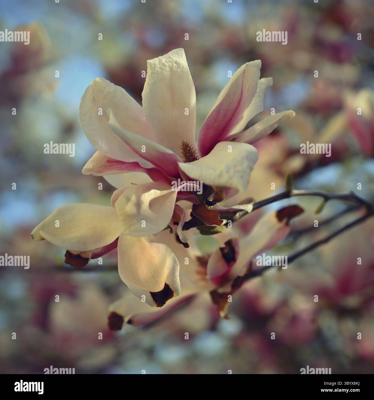Beautifully tree hi-res stock photography and images - Alamy
