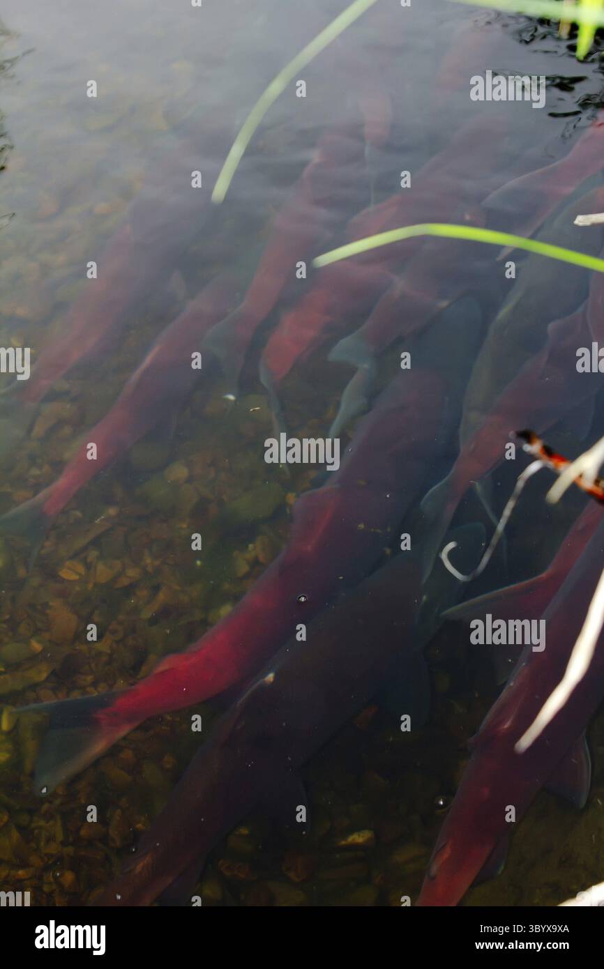 Female salmon laying eggs hi-res stock photography and images - Alamy