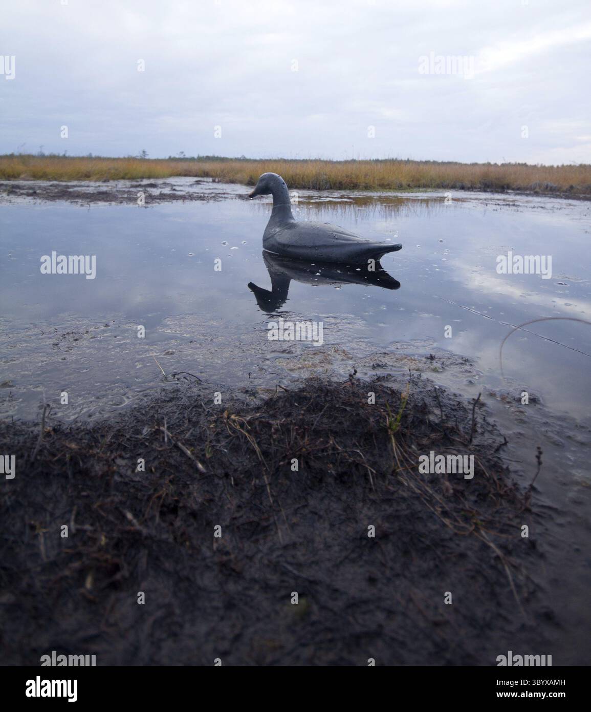 Black hunting profile of a goose on a bog Stock Photo - Alamy