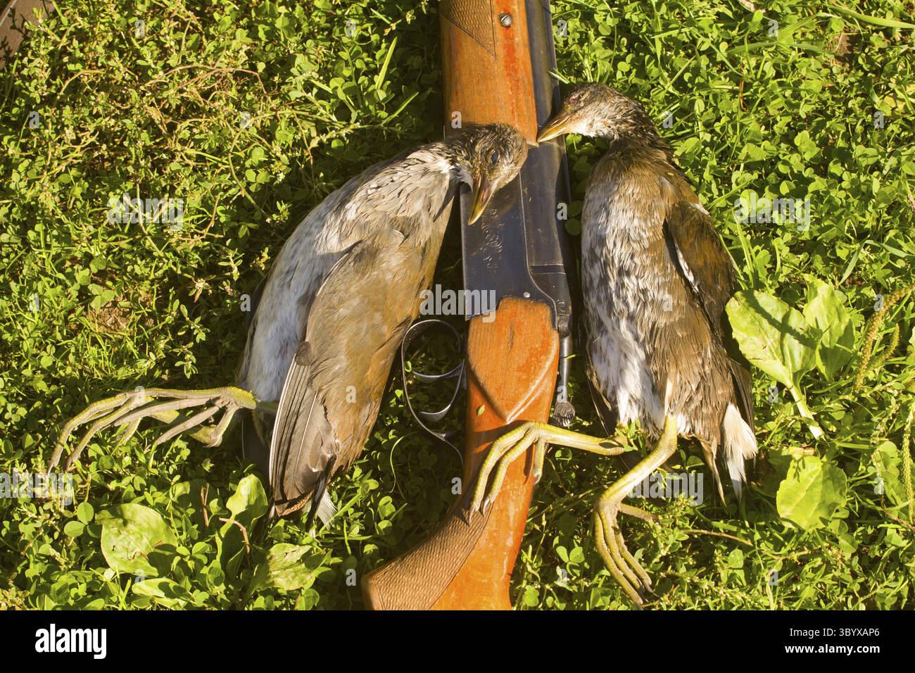 Hunting trophy, crake, marsh game, on a green grass Stock Photo - Alamy