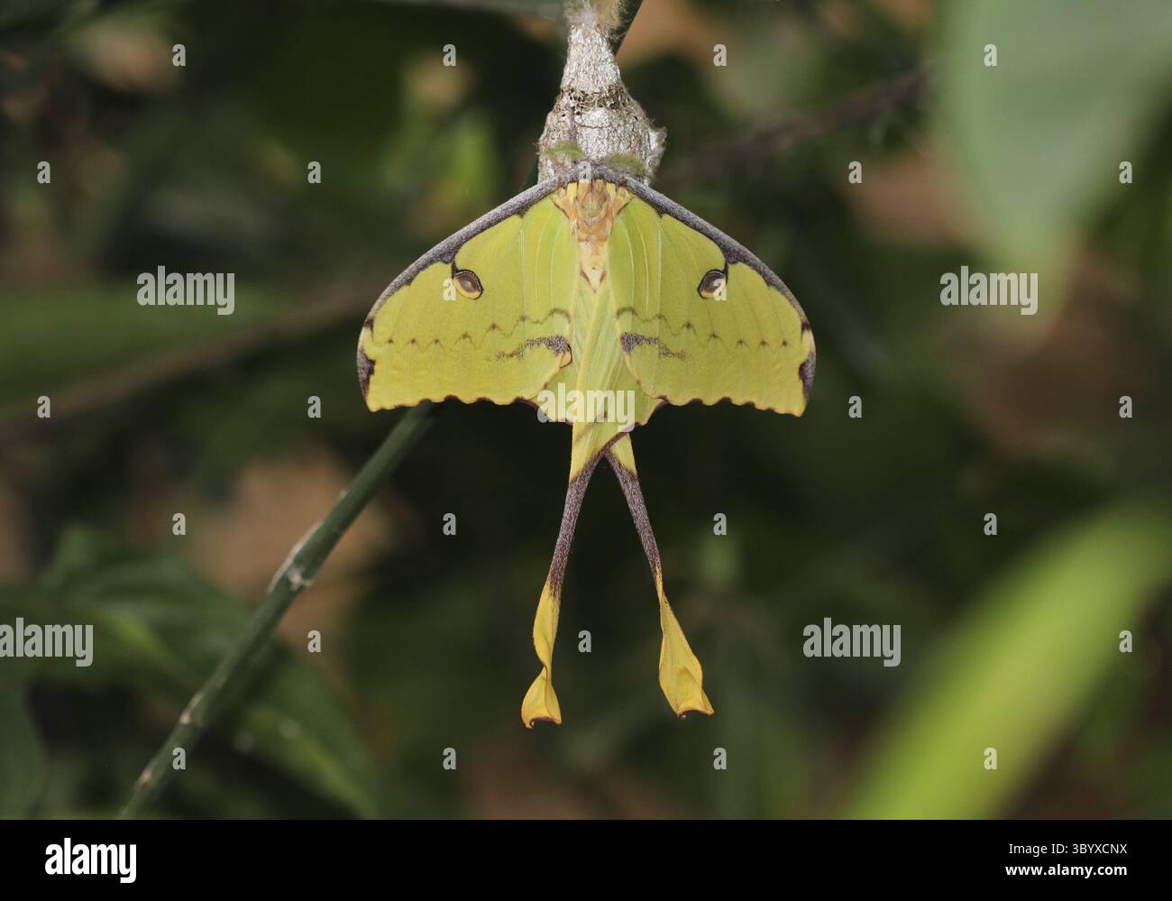 Madagascar comet moth flying hi-res stock photography and images - Alamy