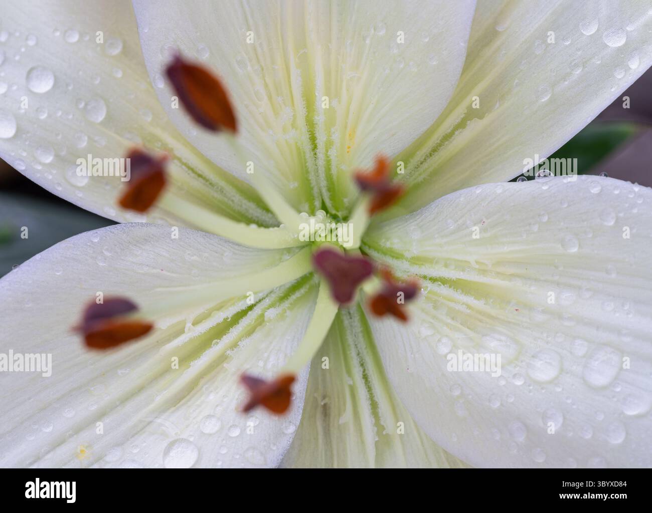 Characteristic trumpet shaped bloom hi-res stock photography and images ...