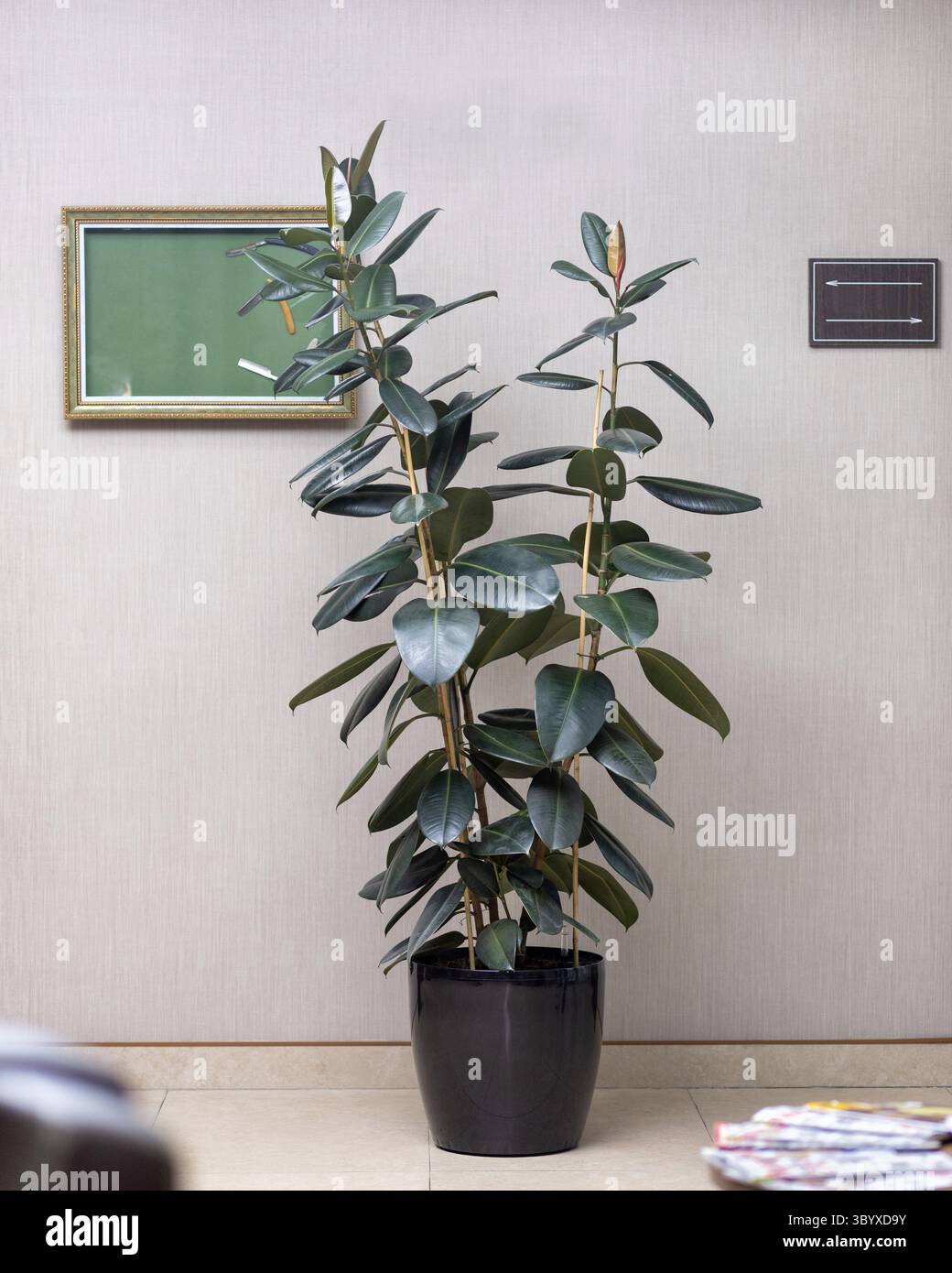 Rubber Plant, Rubber fig, Ficus elastica at the office Stock Photo - Alamy