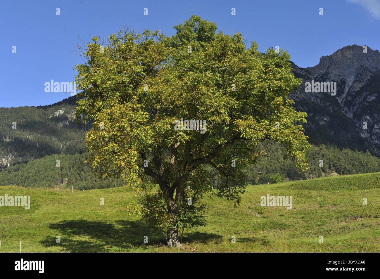 Walnut tree in the Alps Stock Photo - Alamy