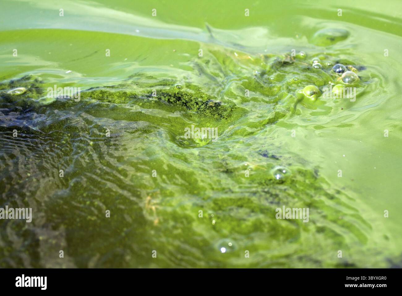 Algae polluted water (green scum Stock Photo - Alamy