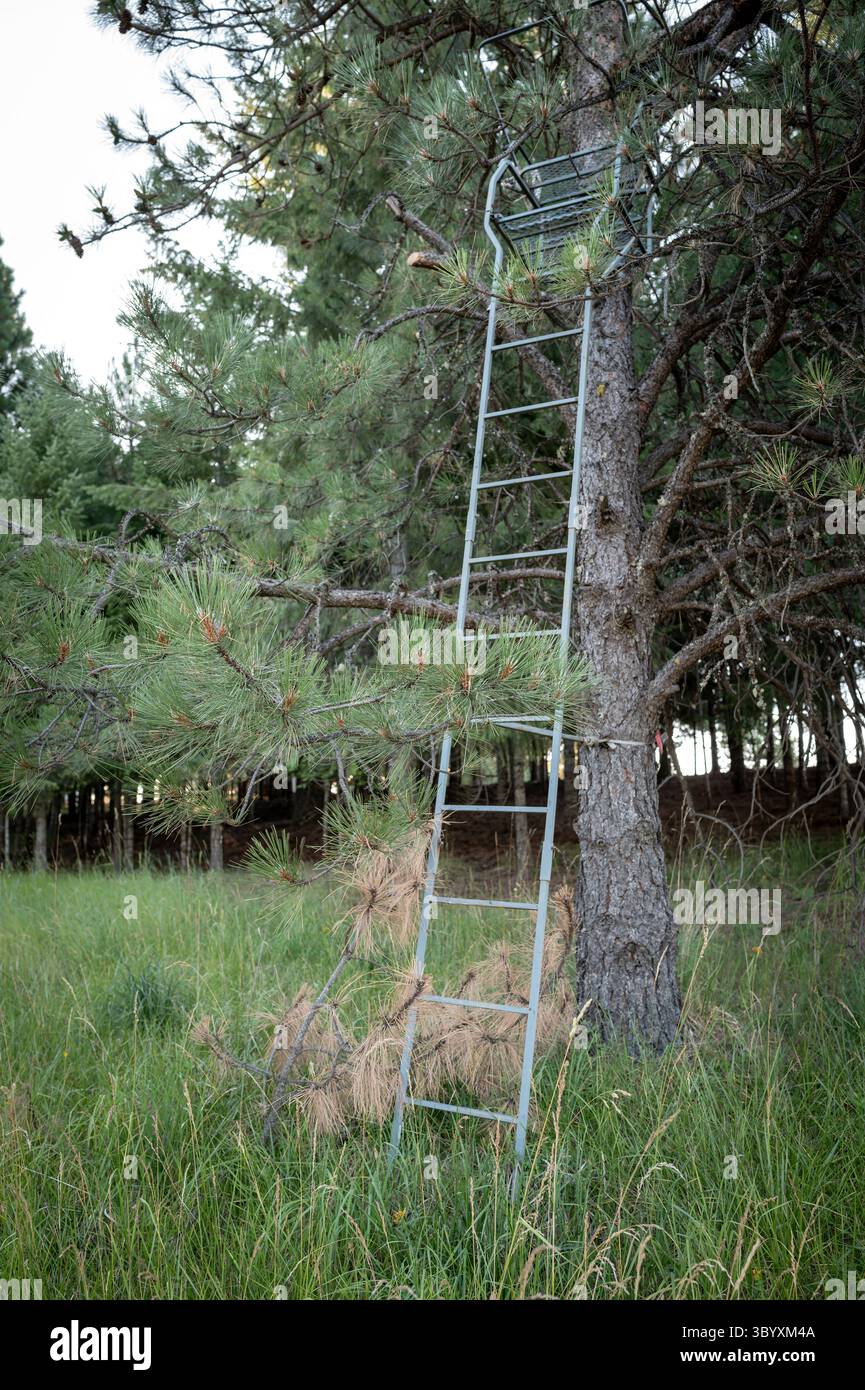 Ladder pine hi-res stock photography and images - Alamy