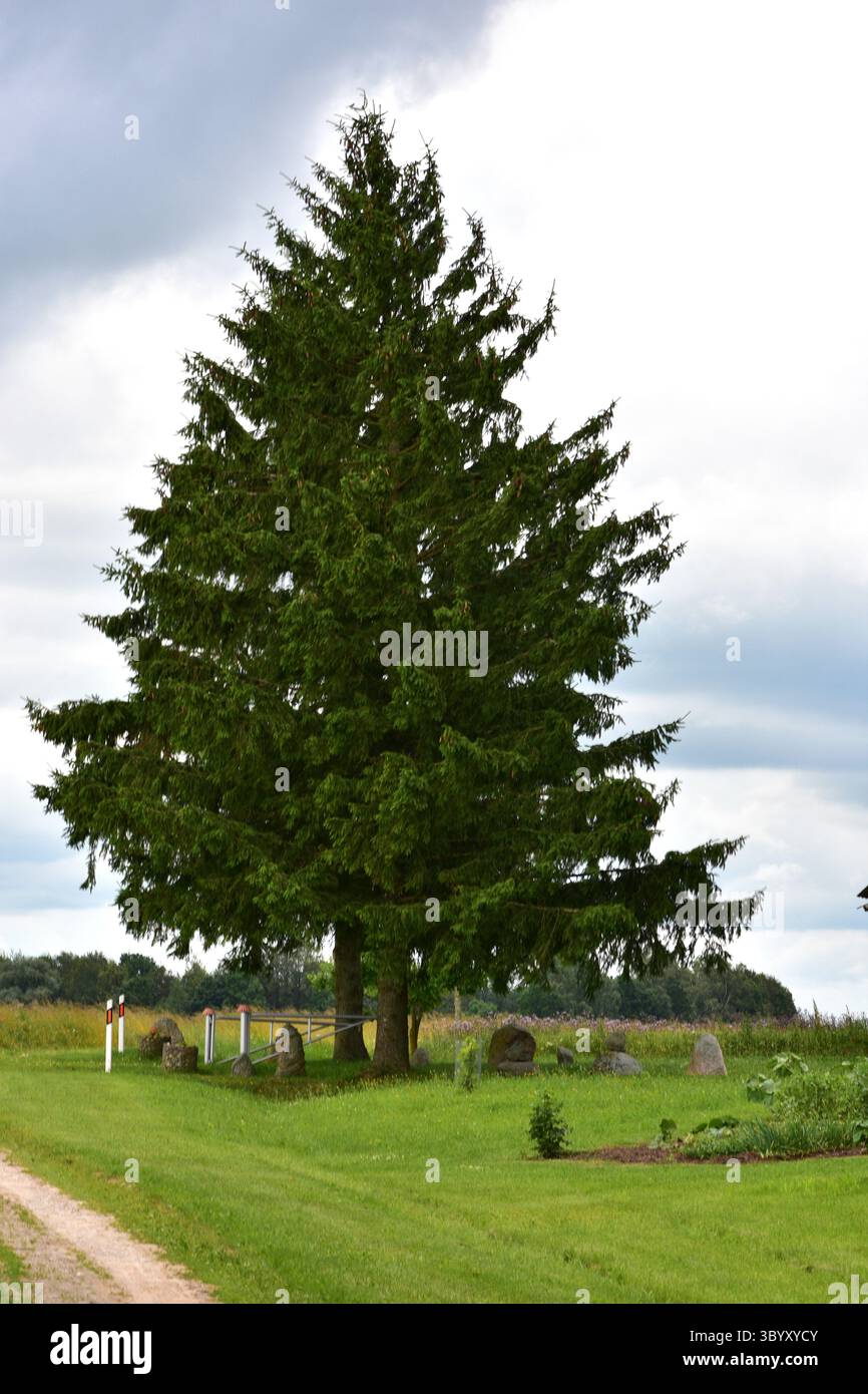 Tall evergreen tree with thick branches stands by a small cluster of ...