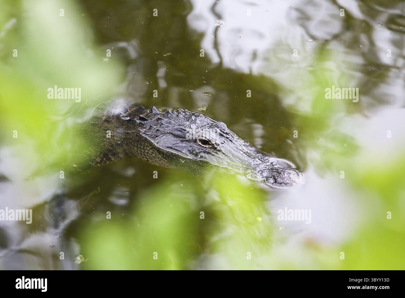 American alligator swimming in the Everglades with the eyes and snout ...