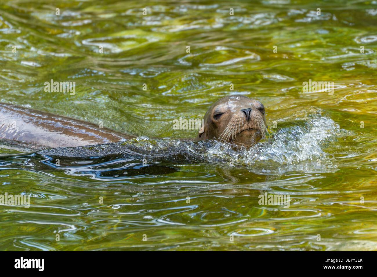 A California sea lion swims head-on toward the camera, splashing water ...