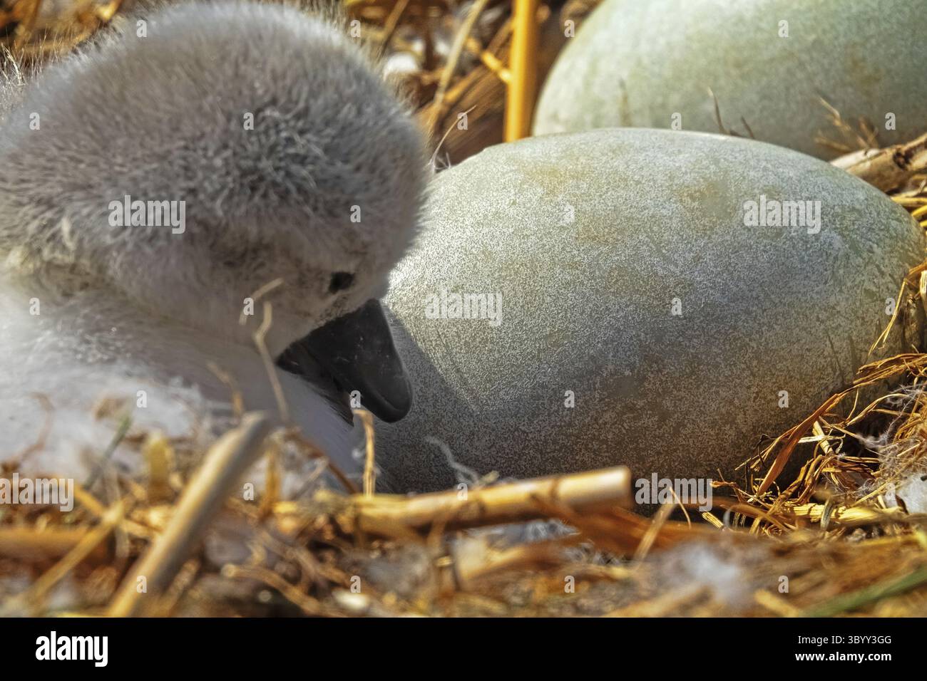 The process of hatching cygnets (Cygnus olor) from an egg in nest. One ...