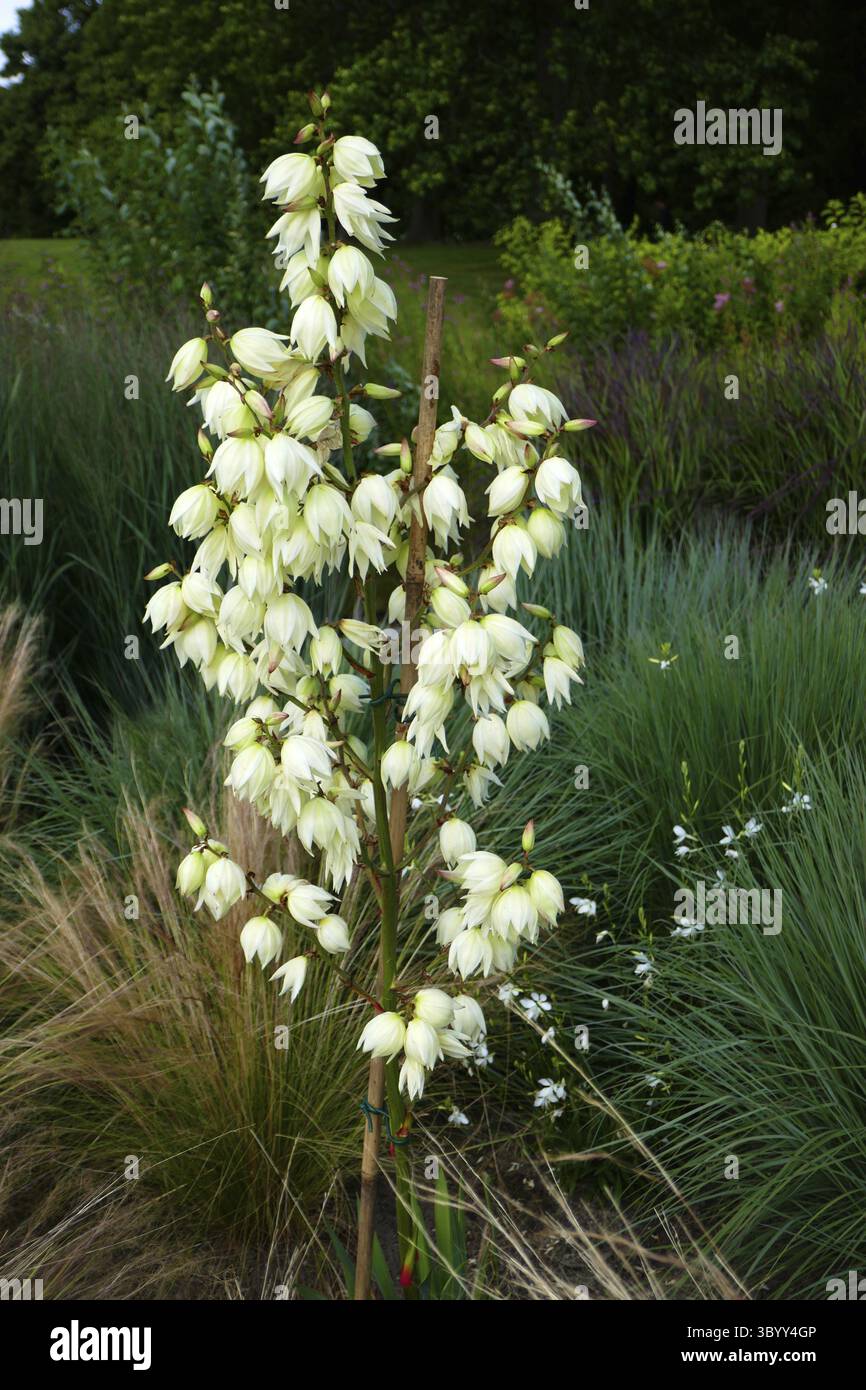 Yucca border hi-res stock photography and images - Alamy