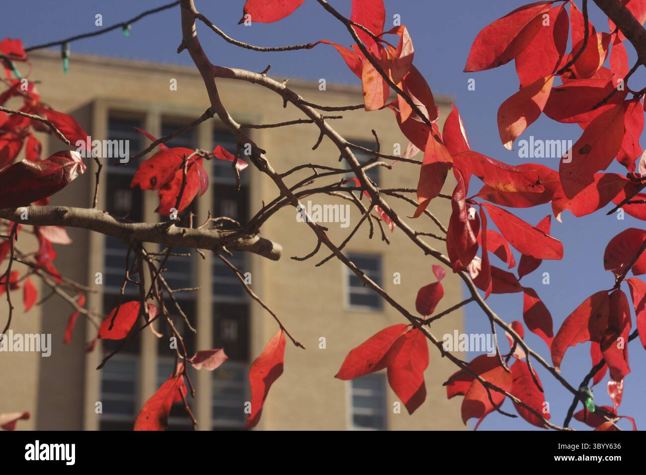Smith County Courthouse Located in Downtown Tyler Texas Stock Photo - Alamy