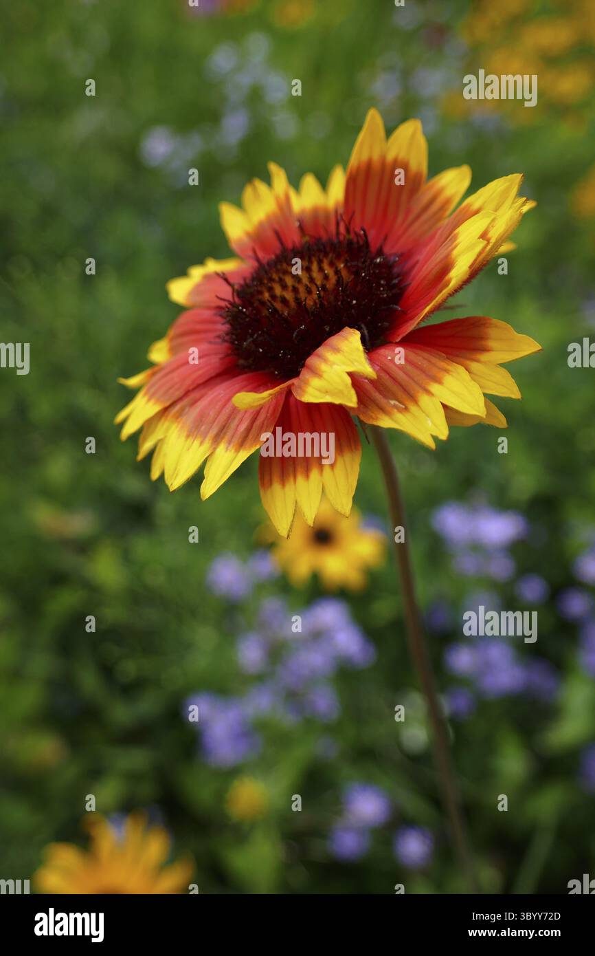 Cocklebur flower hi-res stock photography and images - Alamy