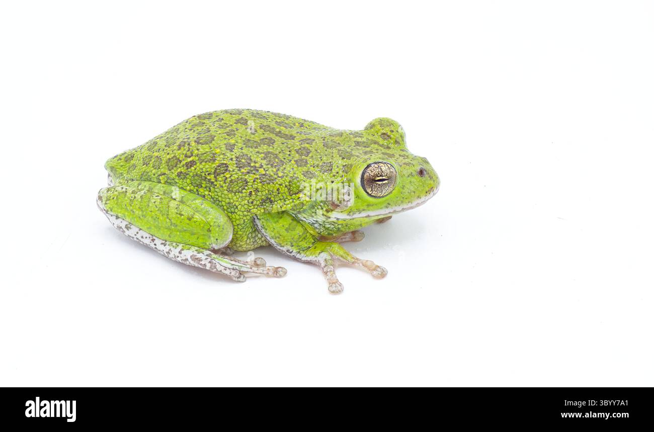 barking tree frog - Dryophytes gratiosus - is the largest species of ...