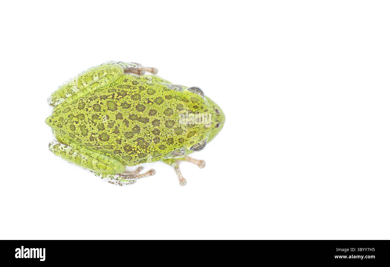 barking tree frog - Dryophytes gratiosus - is the largest species of ...