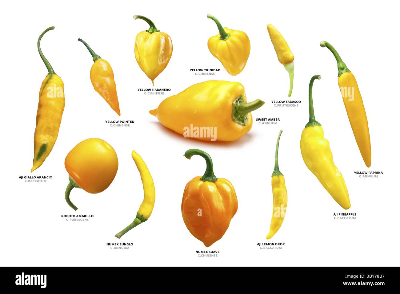 Yellow Capsicums (pepper pods). Annuum, Baccatum, Chinense, Frutescens ...