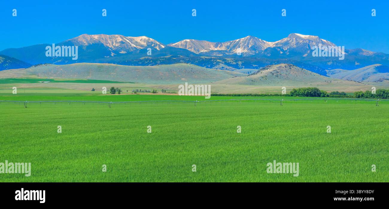 panorama of an irrigated wheat field below the tobacco root mountains ...