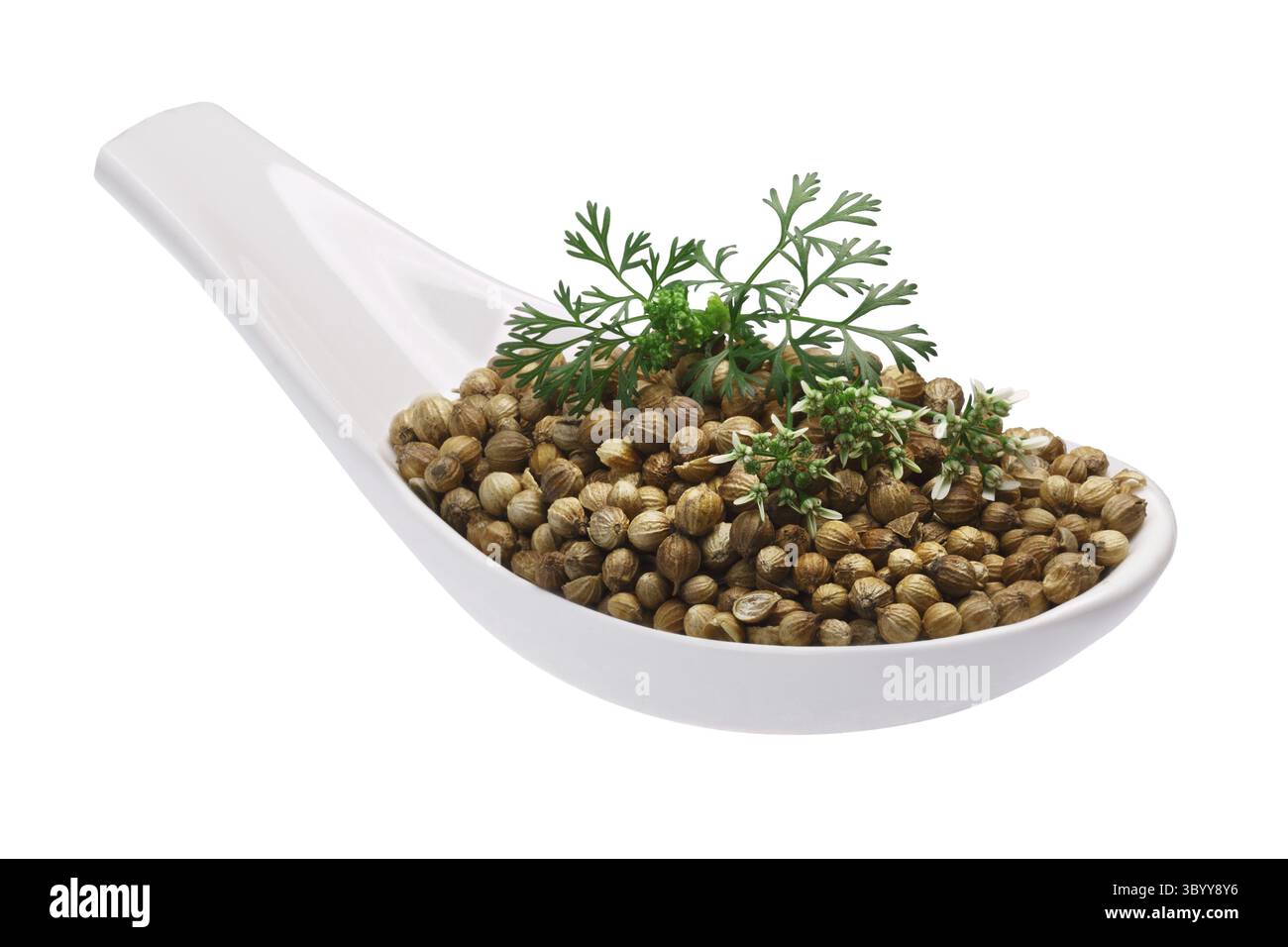 Ceramic spoon of dried Coriander or Cilantro seeds (Coriandrum sativum ...