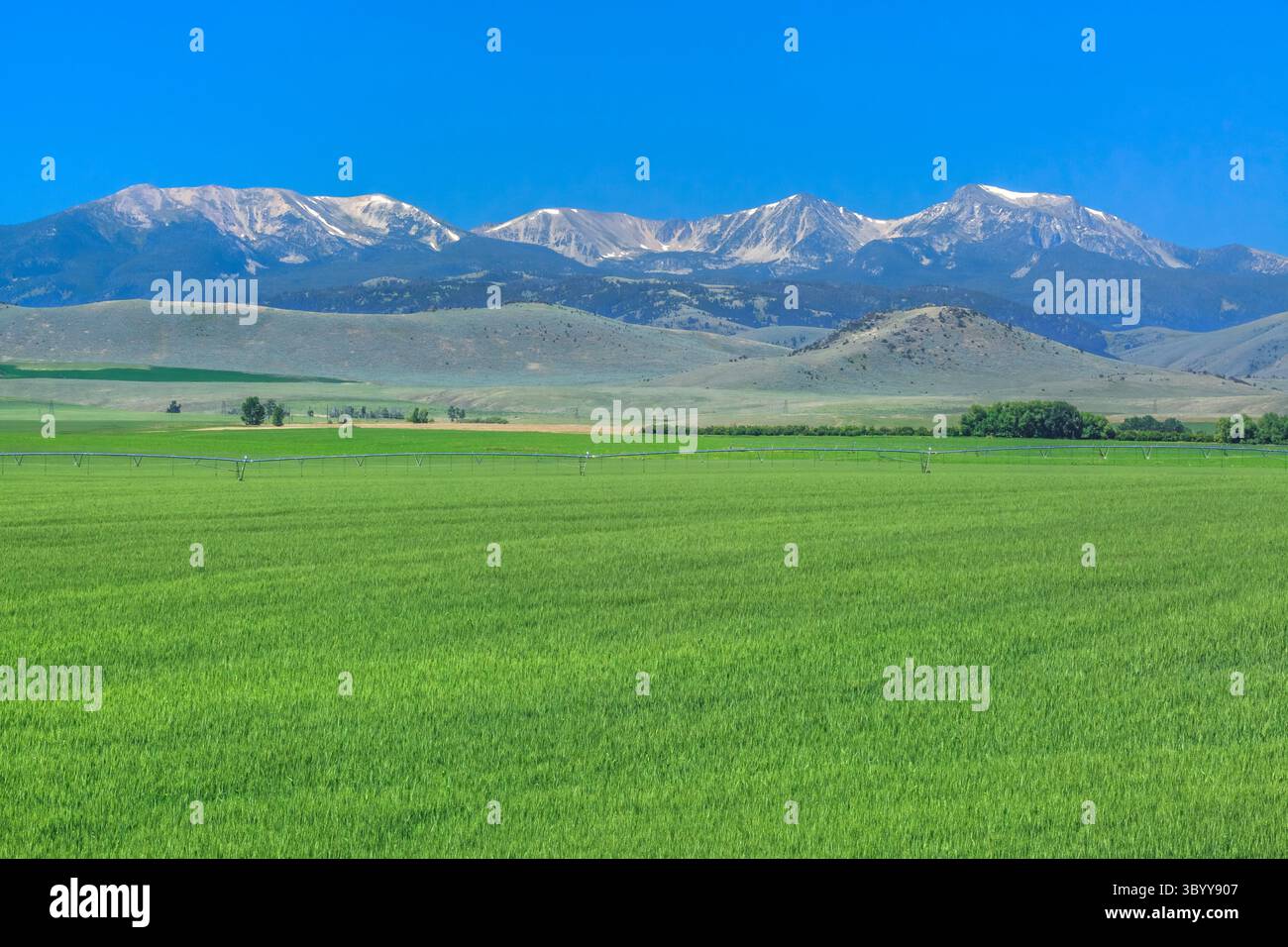 irrigated wheat field below the tobacco root mountains near harrison ...