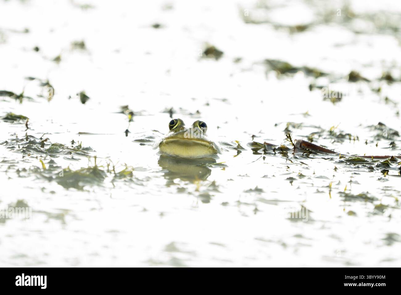 Amphibian romania hi-res stock photography and images - Alamy